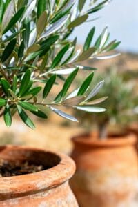 The 10 Best Cold Hardy Olive Trees for a Thriving Garden in Any Climate ...